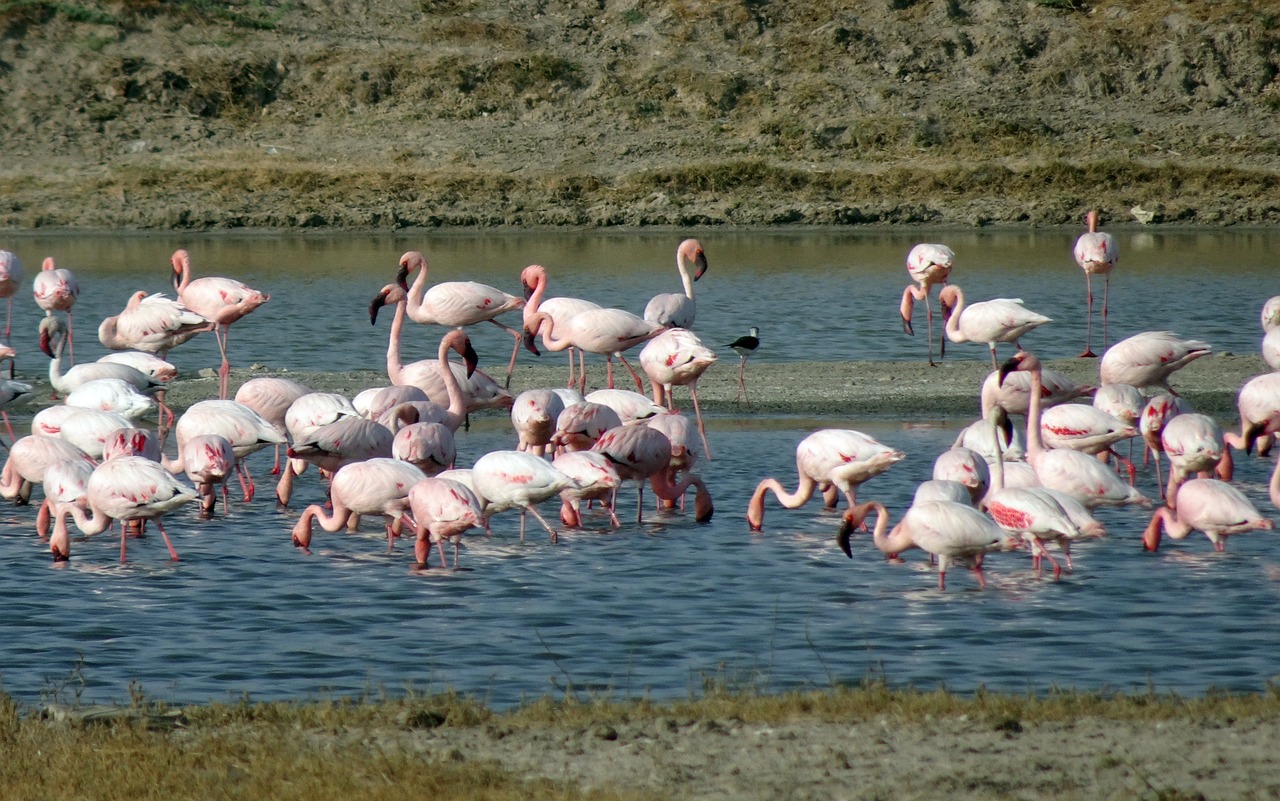 Chhari Dhand Kutch Wetland Reserve: What You Need to Know